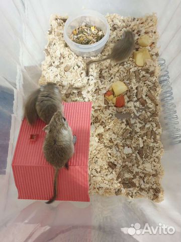 Песчанка монгольская