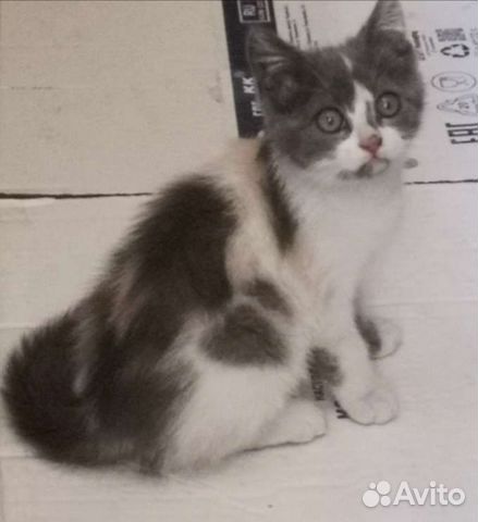 Котята в добрые руки Севастополь