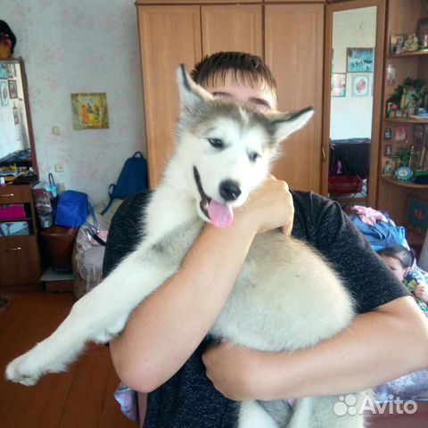 Хаски щенок