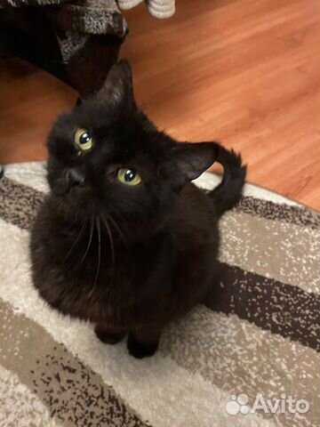 Золотой парень