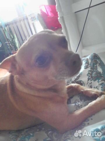 Вязка чихуахуа