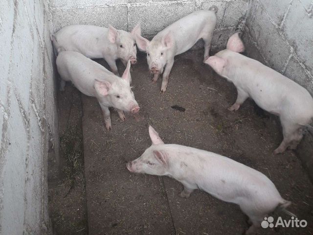 Свинки ландрас