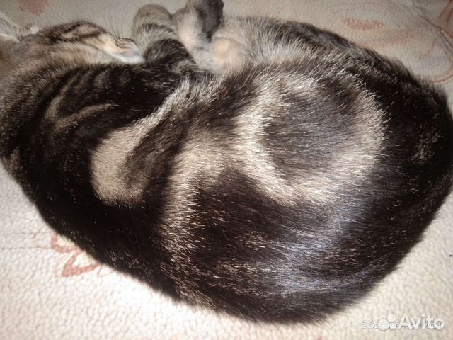 Мальчишка в дар