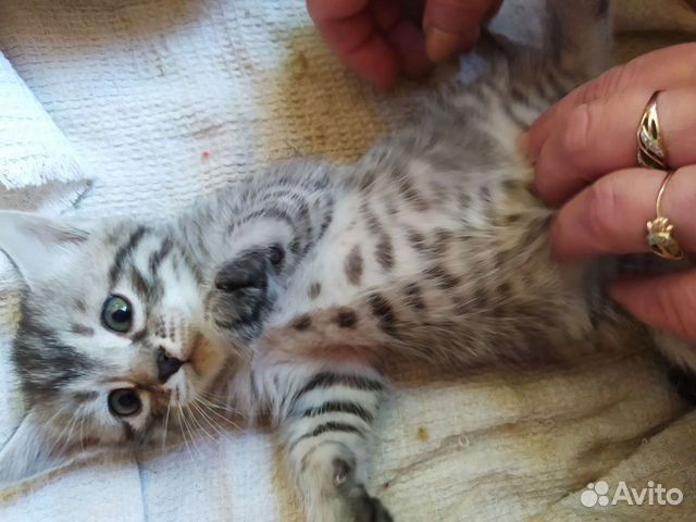 Котик бесплатно в добрые руки