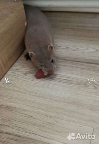 Голубая норка ручная