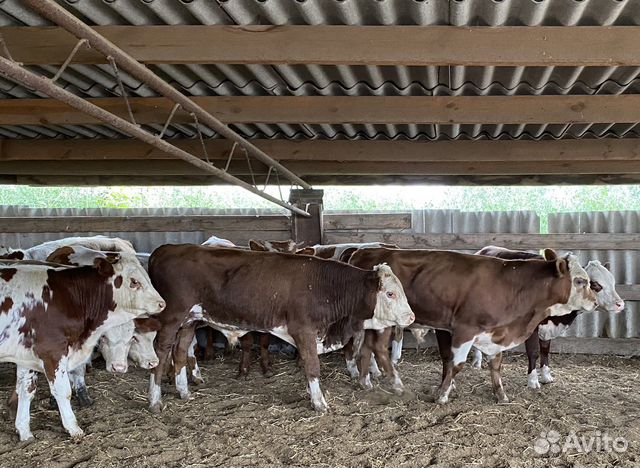 Продаются быки