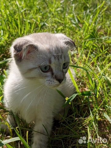 Скоттиш фолд котенок (девочка)
