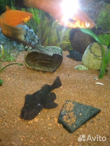 Анциструс звездчатый