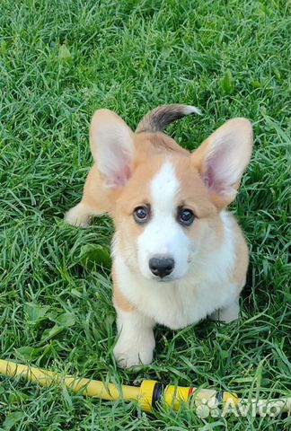 Вельш корги пемброк супер красавчик мальчик