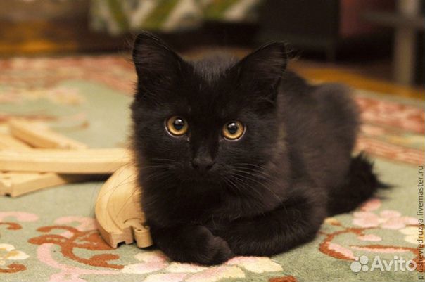 Котенок-мальчик,3 мес