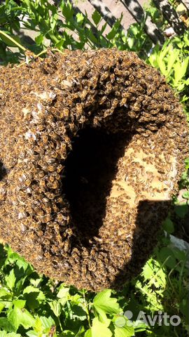 Продаются пчелиные рои