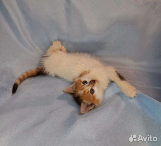 Котёнок (девочка, 1.5 месяца) в дар