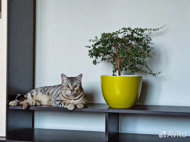 Отдам кота в добрые руки