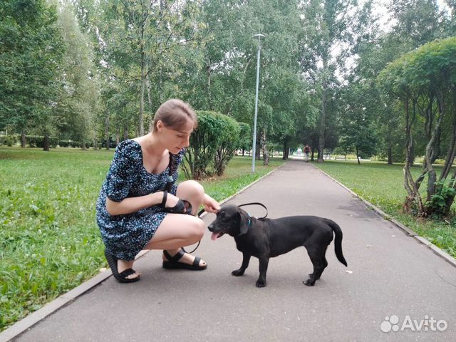 Пристраивается метис таксы Джесс в добрые руки