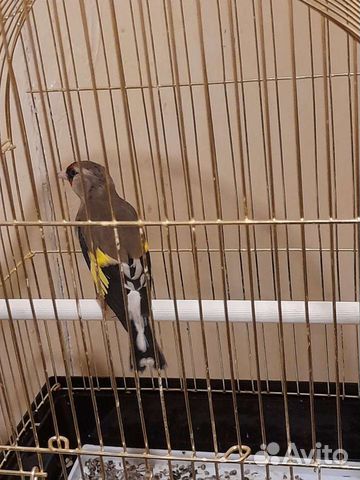 Щегол с клеткой