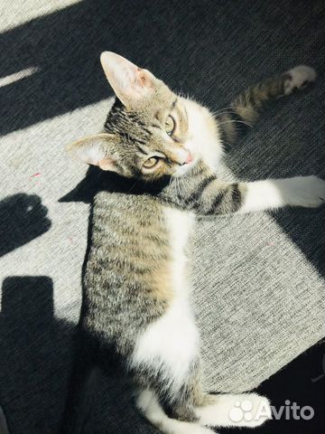 Котик 3 месяца