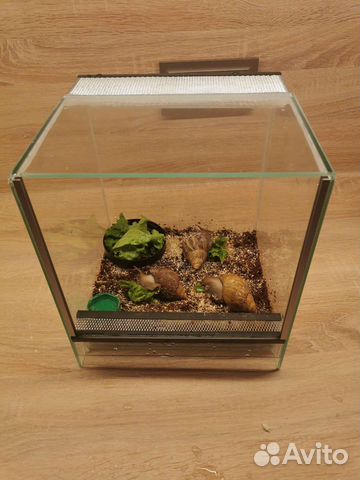 Улитки виноградные