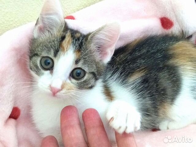 Котёнок