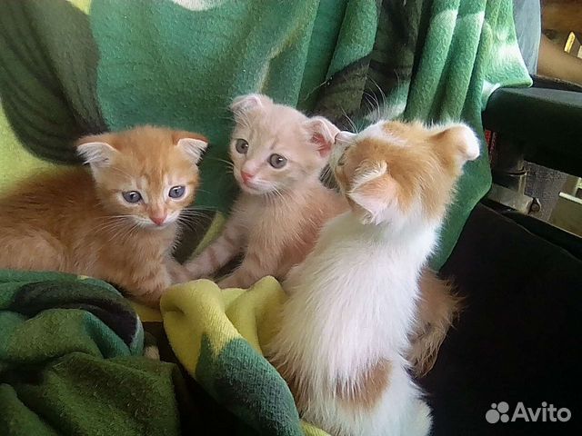Вислоухие котята,мальчики