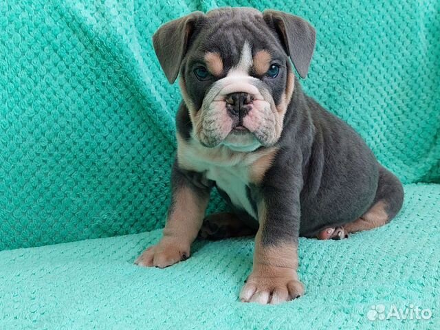 Мальчик Голубой Триколор