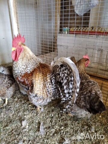 Семья кур Билефельдер