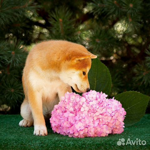 Щенок Сибаину девочка от чемпиона мира