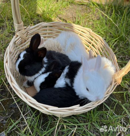 Декоративные кролики