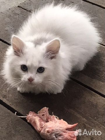 Турецкая ангора потомственная крысоловка