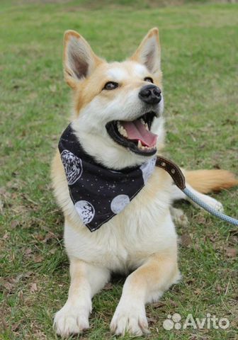 Отчаялся выйти из клетки