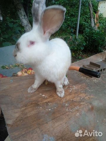 Крол рабочий