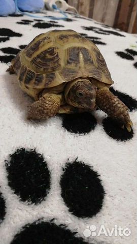 Черепаха сухопутная