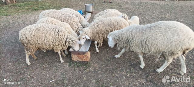 Овцы бараны