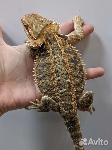 Бородатая агама