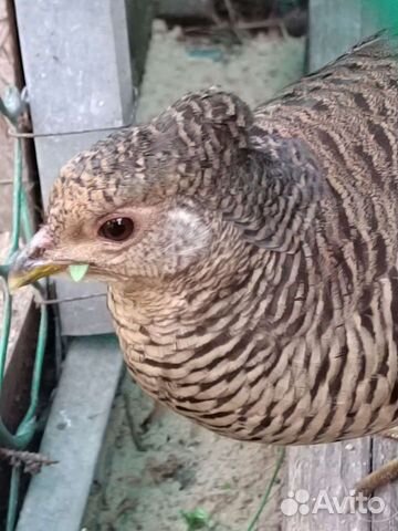 Золотой фазан