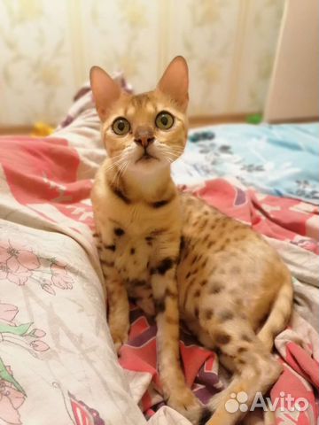 Бенгальская кошка