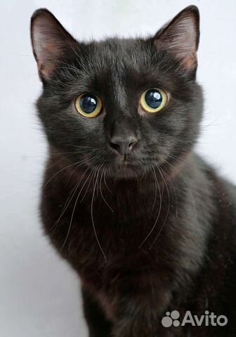 Чисто чёрная кошечка Фиджи