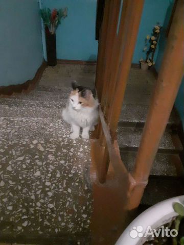 Кошки в добрые руки бесплатно