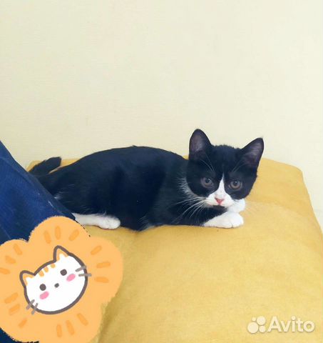 Котёнок по кличке Поночка в добрые руки