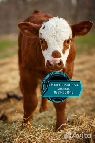Телята бычки на откорм