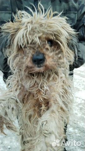 Болонка небольшая в отлове