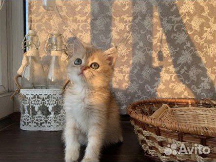 Котенок Британской породы, золотого окраса