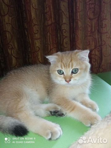 Шотландский котик цезарь