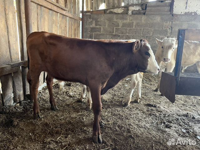 Бычки 5-6 месяцев