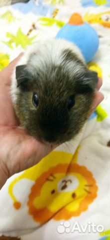 Морская свинка с клеткой