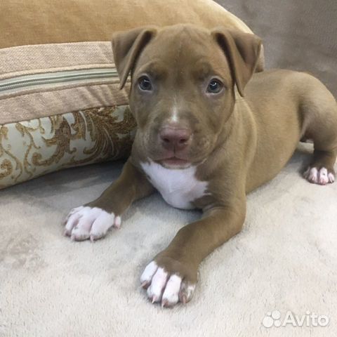 Стаффордширский терьер