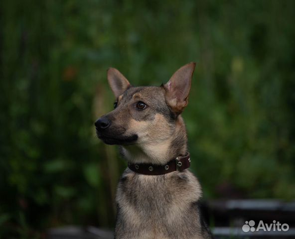 Собака ищет дом