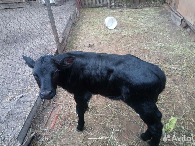 Телята бычки