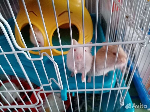 Джугарские хомячки мама и мылыши