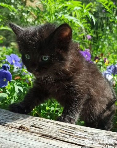 Пушистый чёрный котенок мальчик 1 месяц