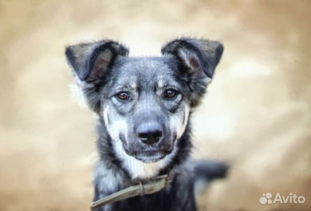 Джим мечтает стать домашним любимцем